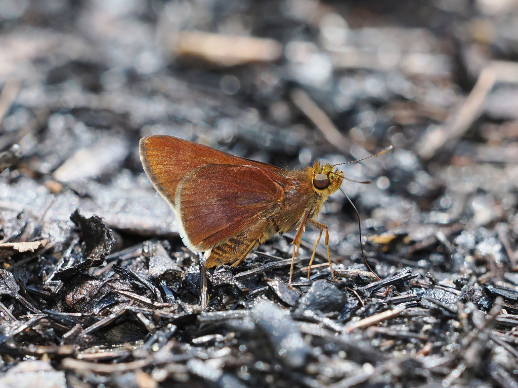 Mimene toxopei in October 2023 by CheongWeei Gan · iNaturalist
