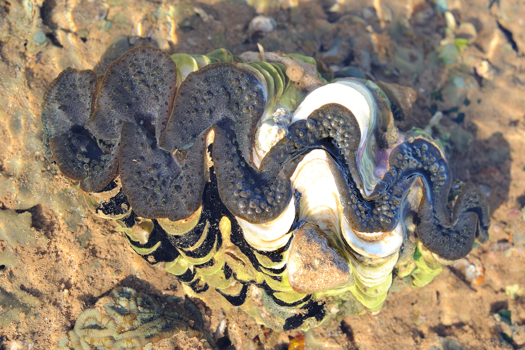 Giant Clams from Port Hedland on October 17, 2023 at 06:56 AM by ...
