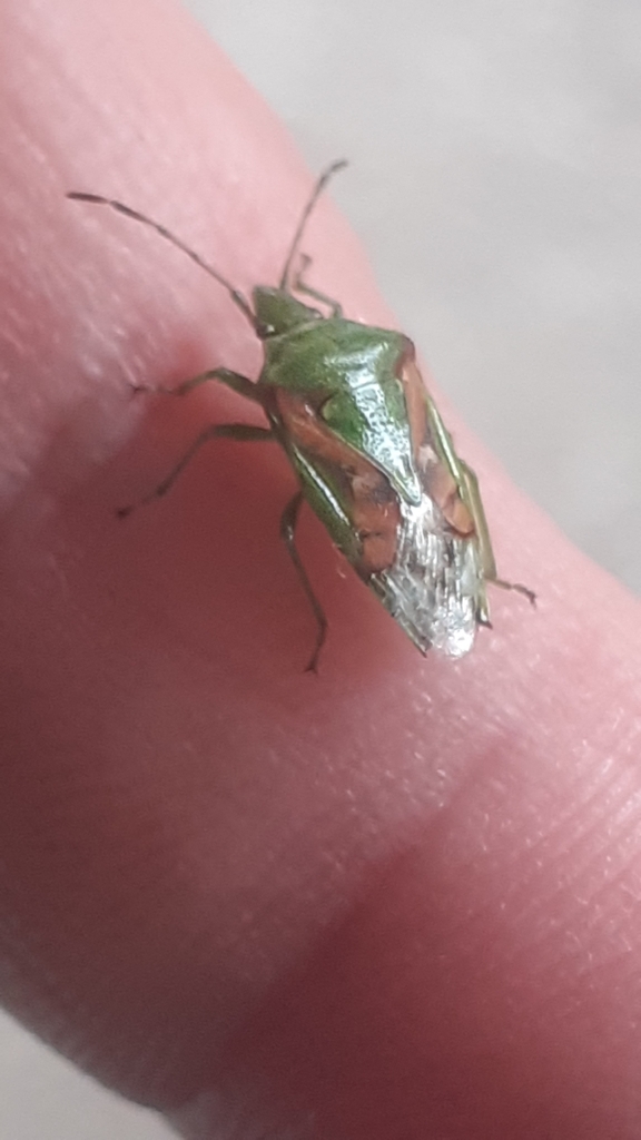 Juniper Shield Bug from Apolda, 99510 Apolda, Deutschland on November 5 ...