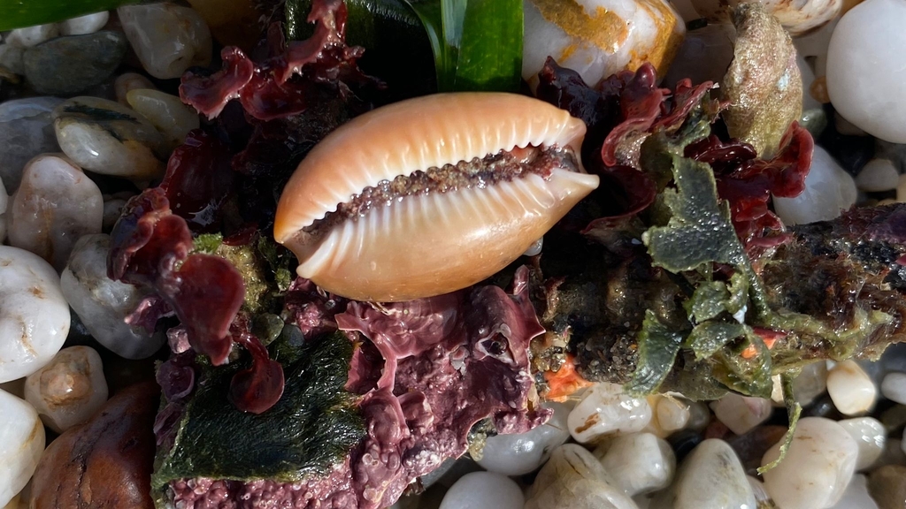 Spotted Cowrie from Almerimar, Almería, España on November 5, 2023 by ...