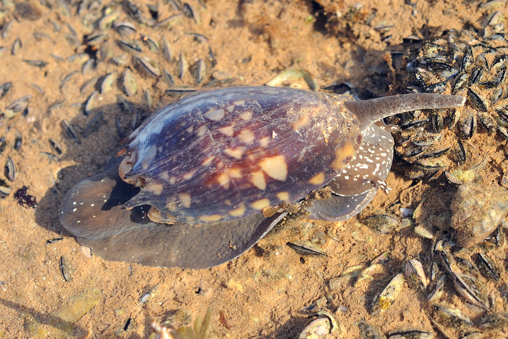 Melon Shell from Port Hedland on October 17, 2023 at 06:59 AM by ...