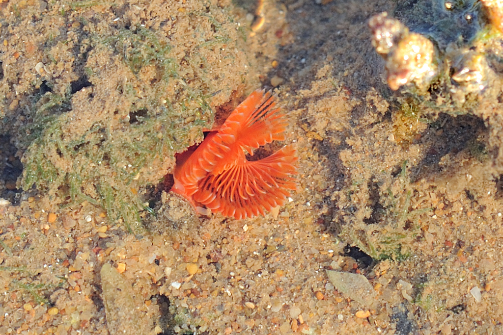Serpula from Port Hedland on October 20, 2023 at 06:29 AM by dorisreef ...