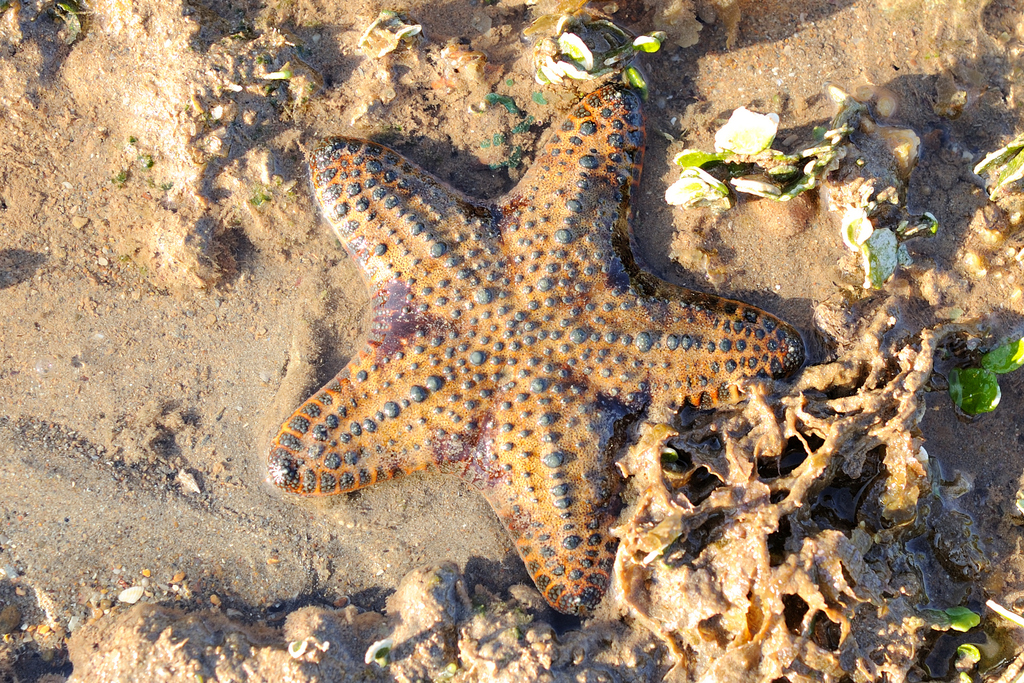 Pseudoreaster obtusangulus from Port Hedland on October 20, 2023 at 07: ...