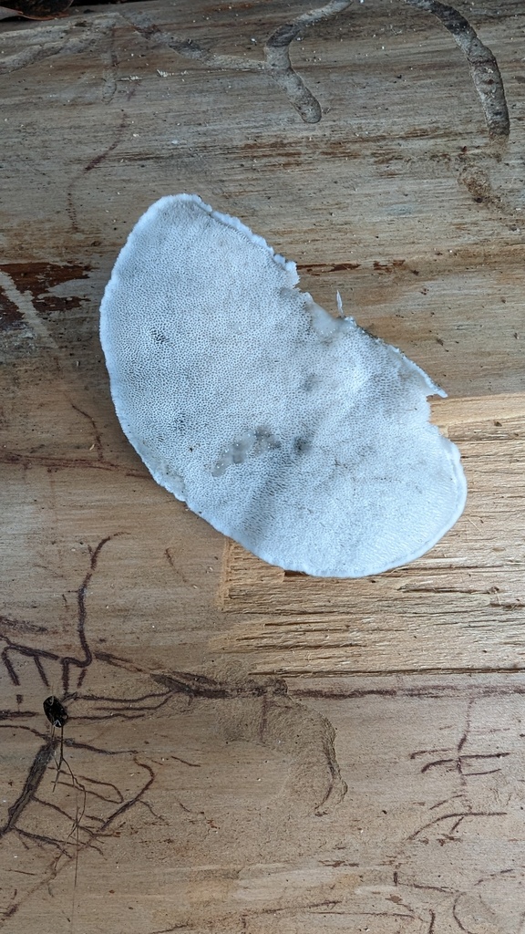 Blue Cheese Polypore from 日本、〒292-0526 千葉県君津市笹 濃溝の滝＆亀岩の洞窟 on November 5 ...