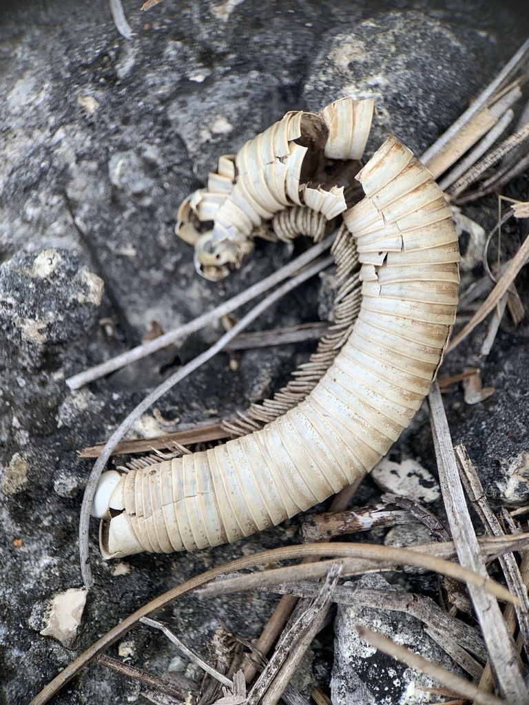 Florida Ivory Millipede from Zoo Miami, Miami, FL, US on November 4 ...