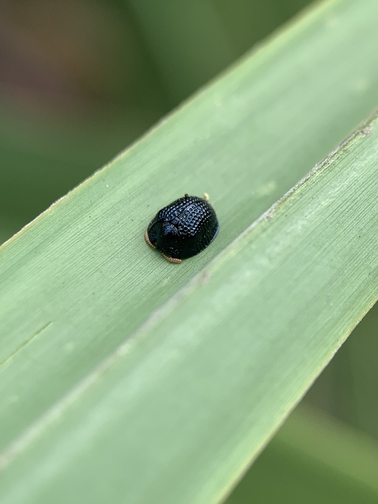 Palmetto Tortoise Beetle from Zoo Miami, Miami, FL, US on November 4 ...