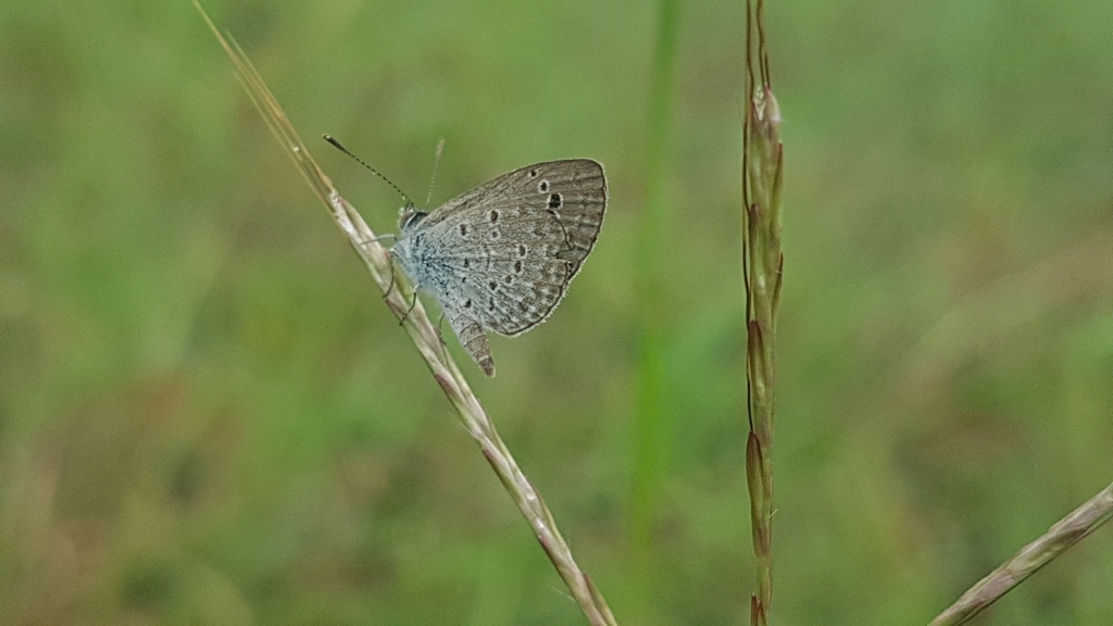 Lesser Grass Blue from Rabindranath Tagore Nagar, Dattagalli 3rd Stage ...