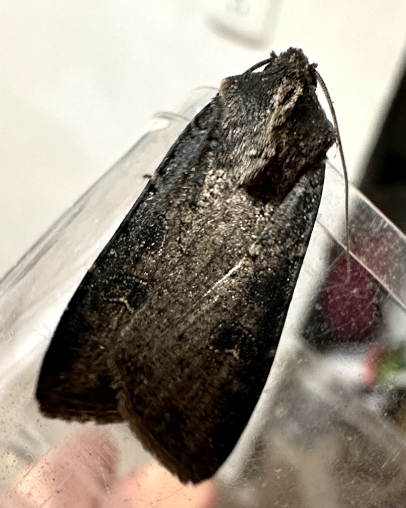 Variegated Cutworm Moth from Calle Ignacio Aldama, Coyoacán, CDMX, MX ...