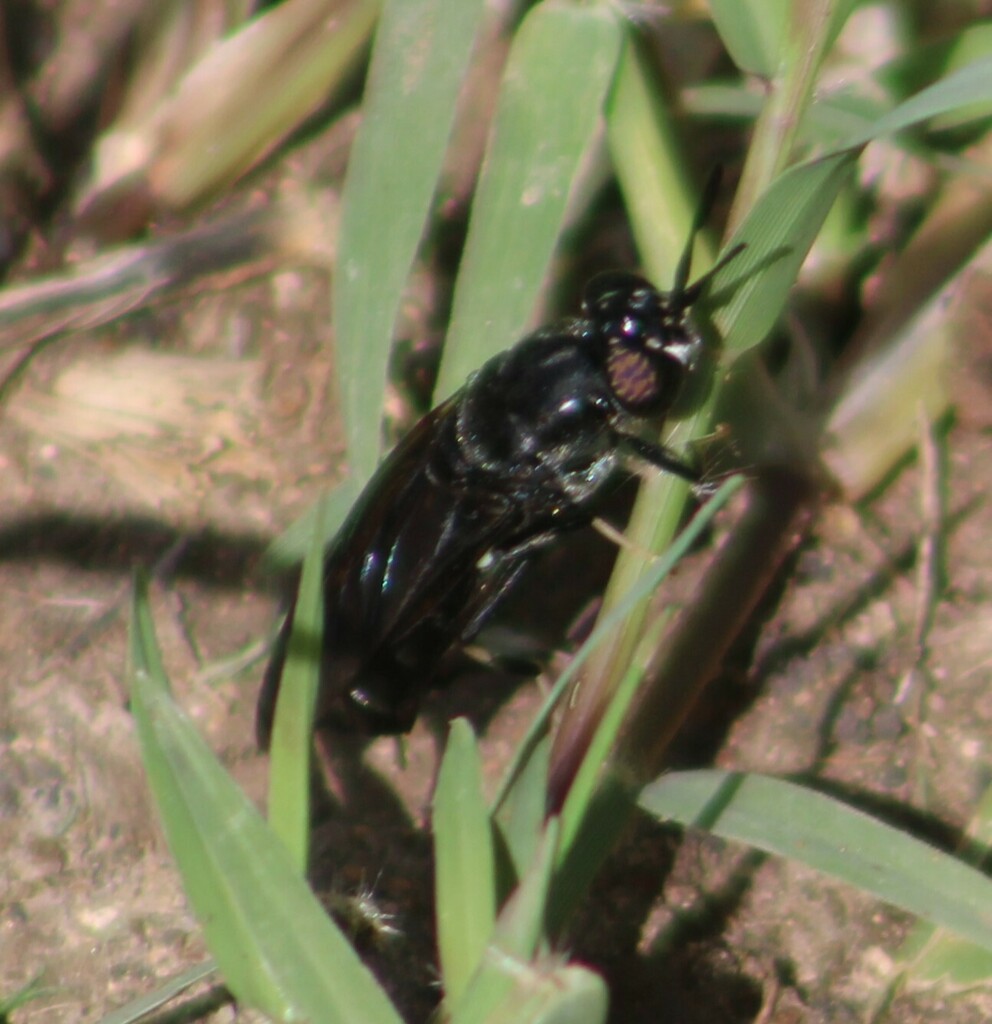 Black Soldier Fly from Neighborhood in Georgetown, TX, USA on November ...