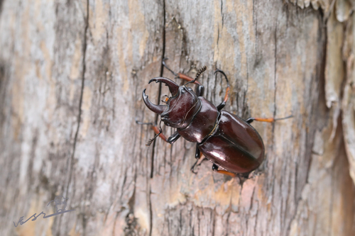 Lucanus imitator · iNaturalist