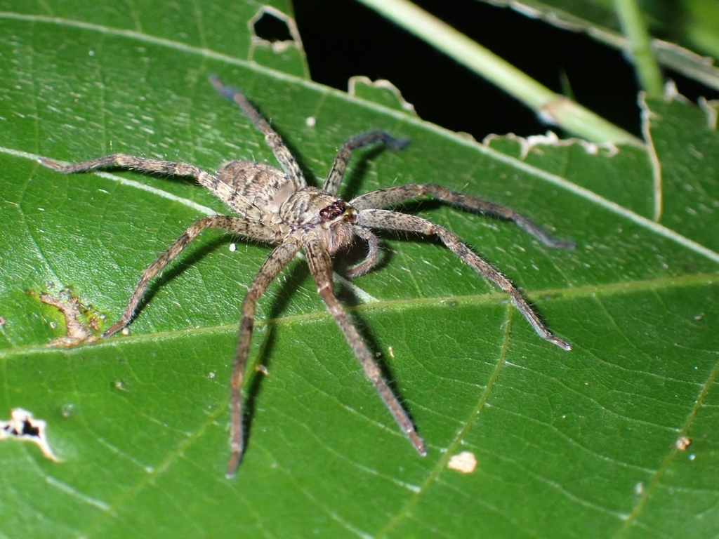 Pantropical Huntsman Spider from 烏蛟騰郊遊徑 on November 4, 2023 at 07:15 PM ...