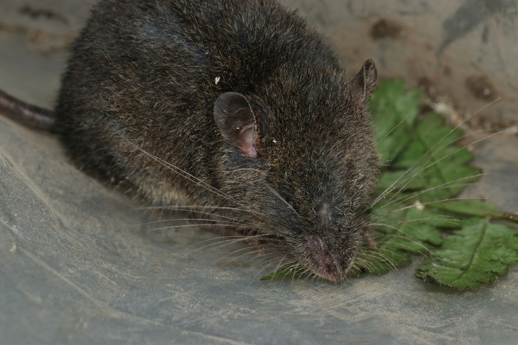 Wandering Oldfield Mouse from Quijos, Ecuador on October 29, 2023 at 06 ...