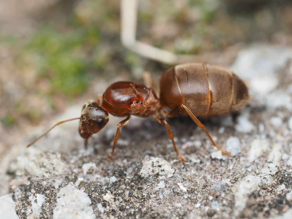 central european bicolored ant from Kings, New York, United States on ...