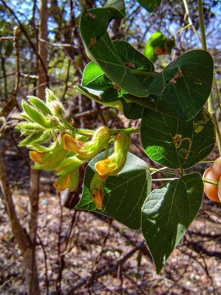Rhynchosia resinosa from Cleveland Dam, Harare East, Harare, Zimbabwe ...