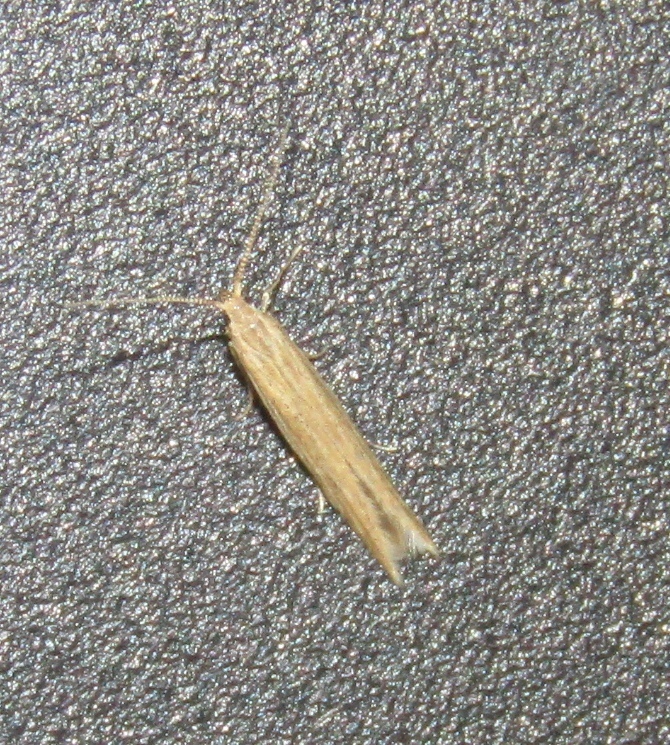 Morning-glory Leafminer Moth from Печерський район, Київ, Україна ...