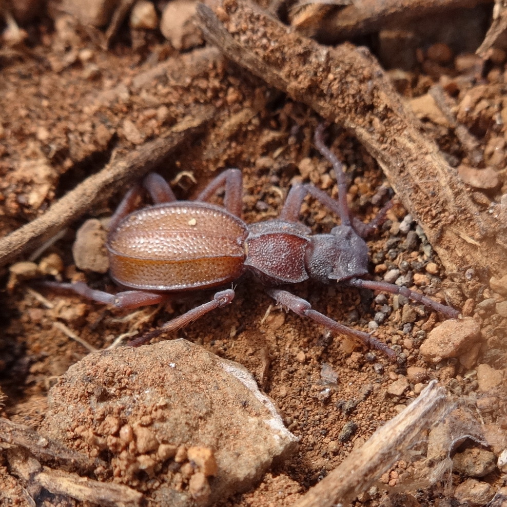 Psammetichus from Antofagasta, Chile on April 11, 2015 at 12:27 PM by ...