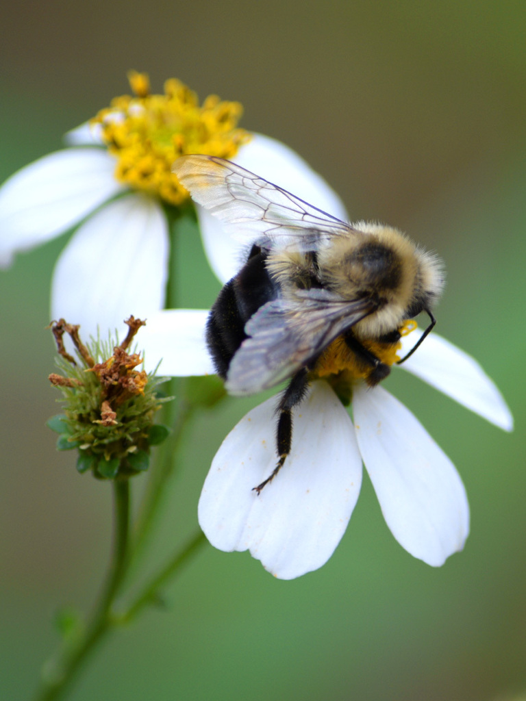 Common Eastern Bumble Bee from Hilton Head Island, SC, USA on November ...