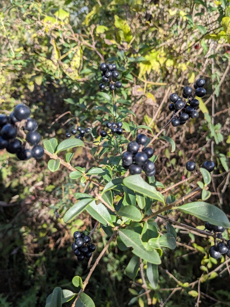 Common Privet from 31180 Zizur Mayor, Navarre, Spain on November 5 ...
