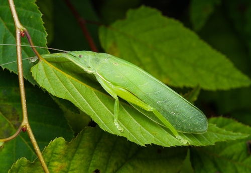 Phyllomimus detersus · iNaturalist