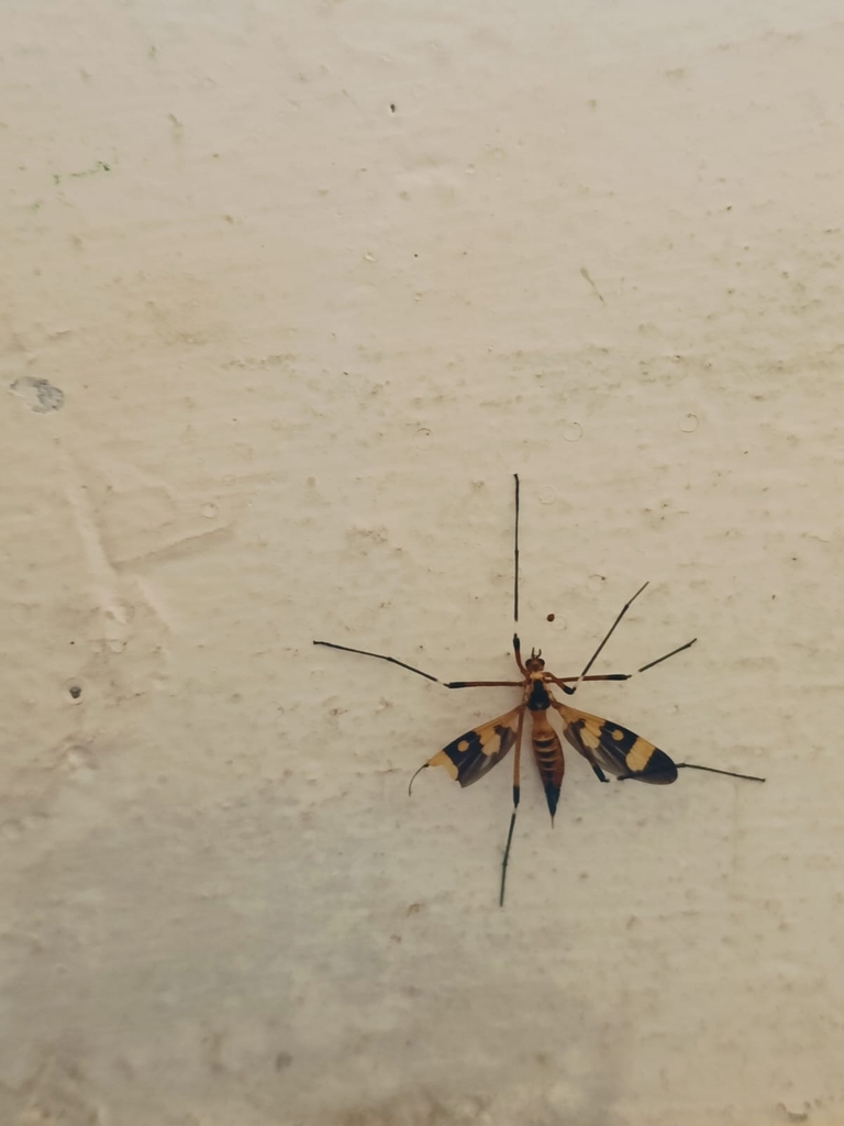 Antlered Crane Fly from Varanakkara, Puthanathani- Ezhur Road, Kanmanam ...