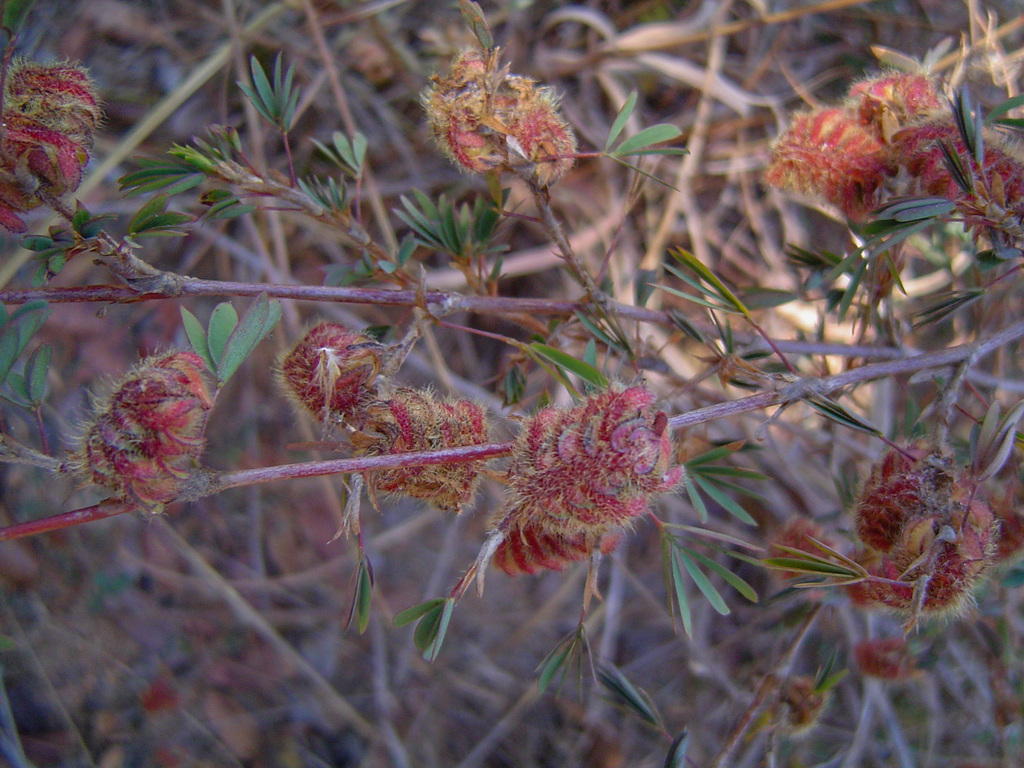 Kotschya strobilantha from Cleveland Dam, Harare East, Harare, Zimbabwe ...