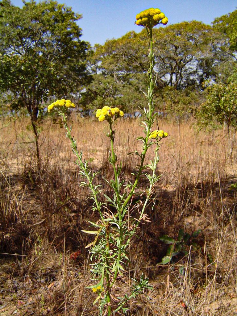 Golden Flat-flower from Cleveland Dam, Harare East, Harare, Zimbabwe on ...