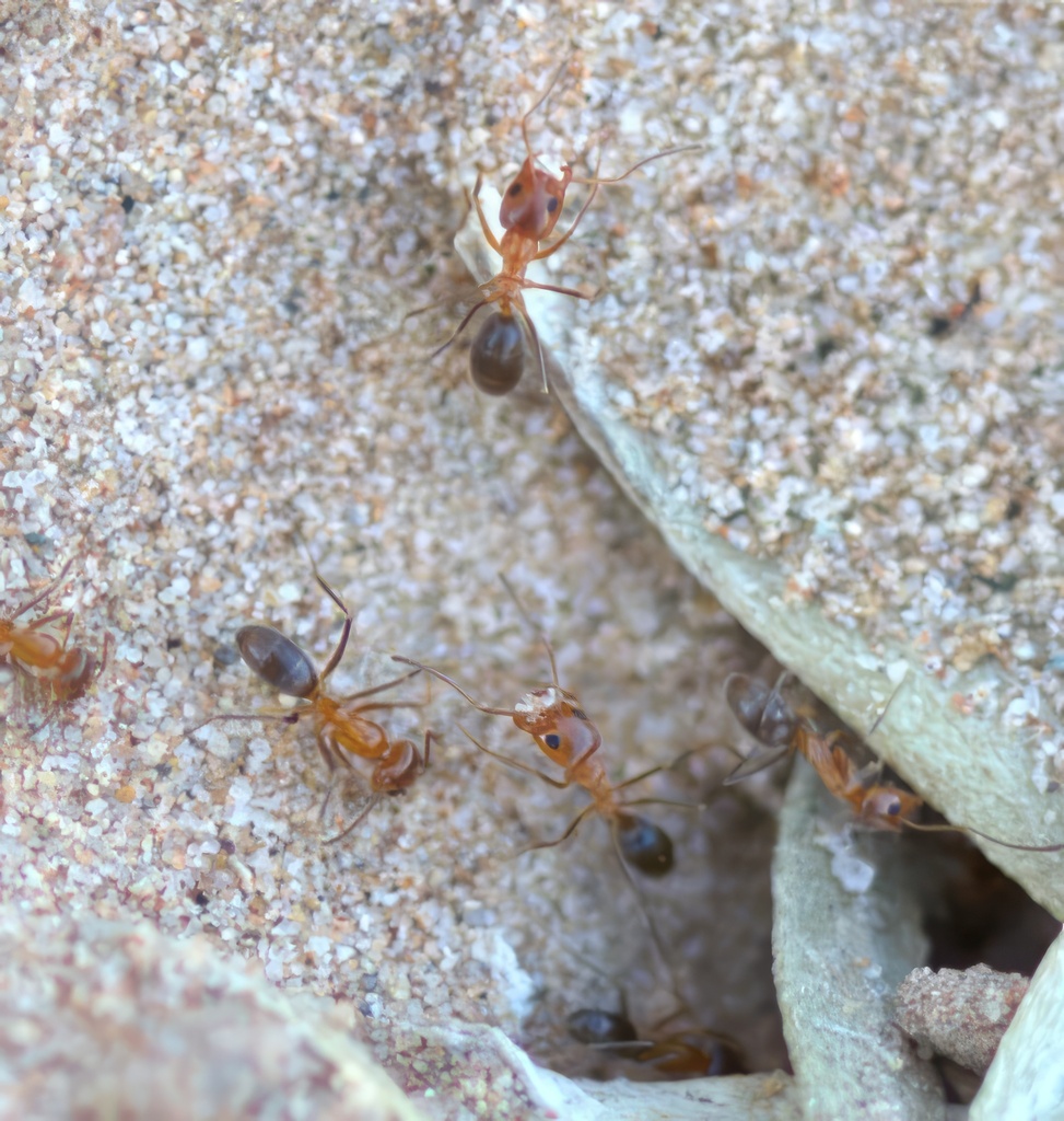 Bicolored Pyramid Ant from Mohave County, AZ, USA on November 2, 2023 ...