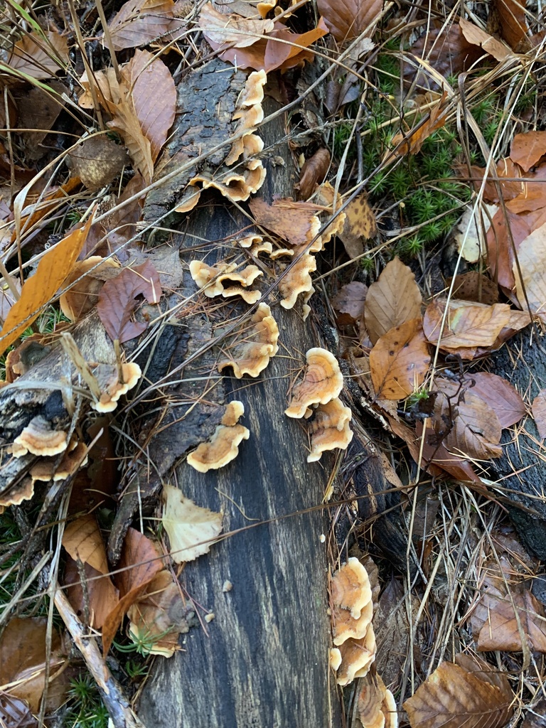 Fungi Including Lichens from Bruck an der Mur, Steiermark, AT on ...