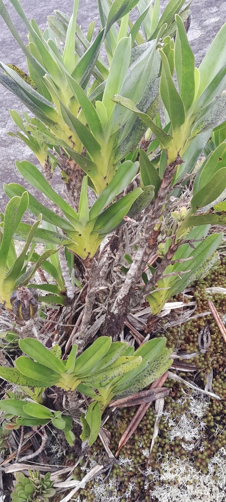 Angraecum sororium in November 2023 by Franck Rakotonasolo · iNaturalist