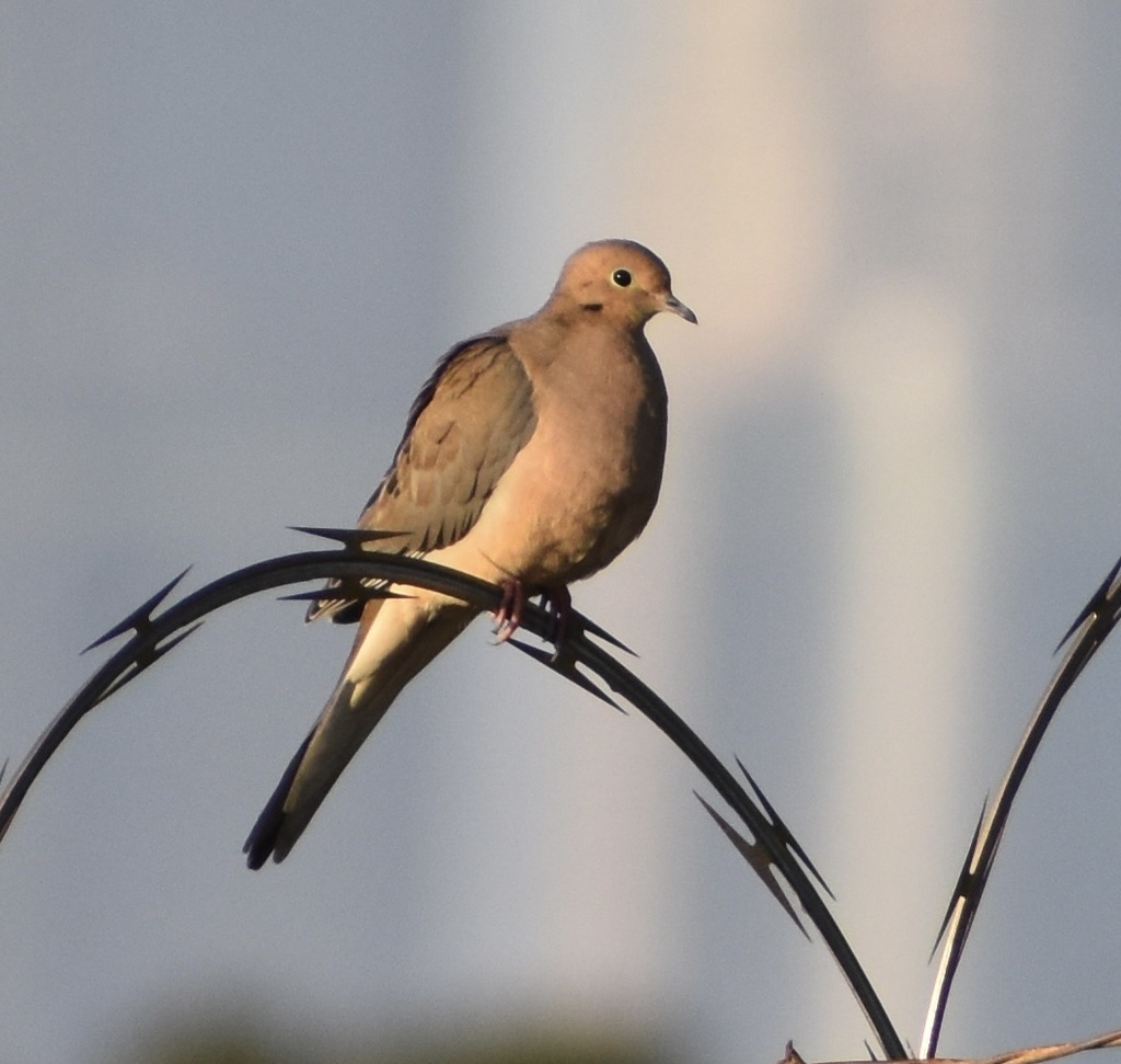 Mourning Dove from El Sereno, Los Angeles, CA, US on November 5, 2023 ...