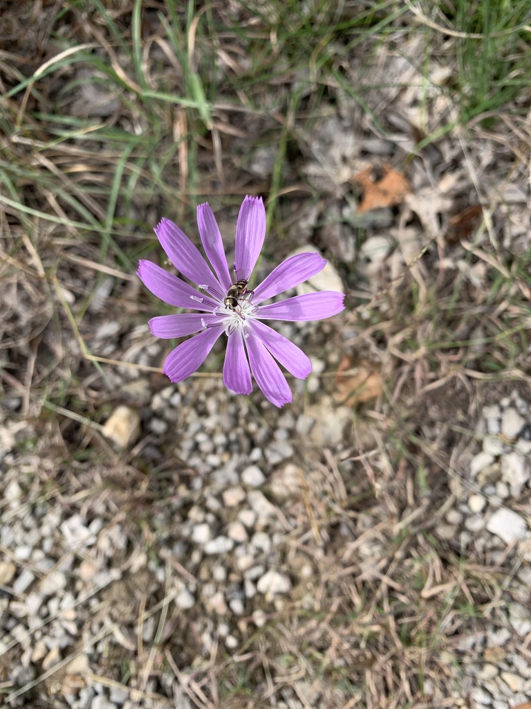 Texas Skeleton Plant from Bandera County, US-TX, US on November 4, 2023 ...