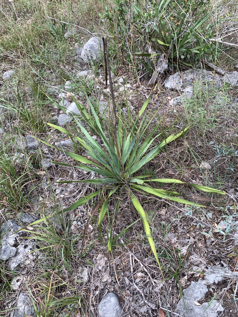 Twisted-leaf Yucca from Bandera County, US-TX, US on November 4, 2023 ...