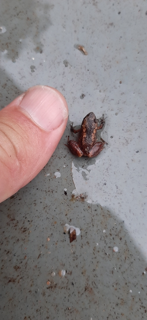 Marbled Tropical Bullfrog from Independência, Petrópolis - RJ, Brasil ...