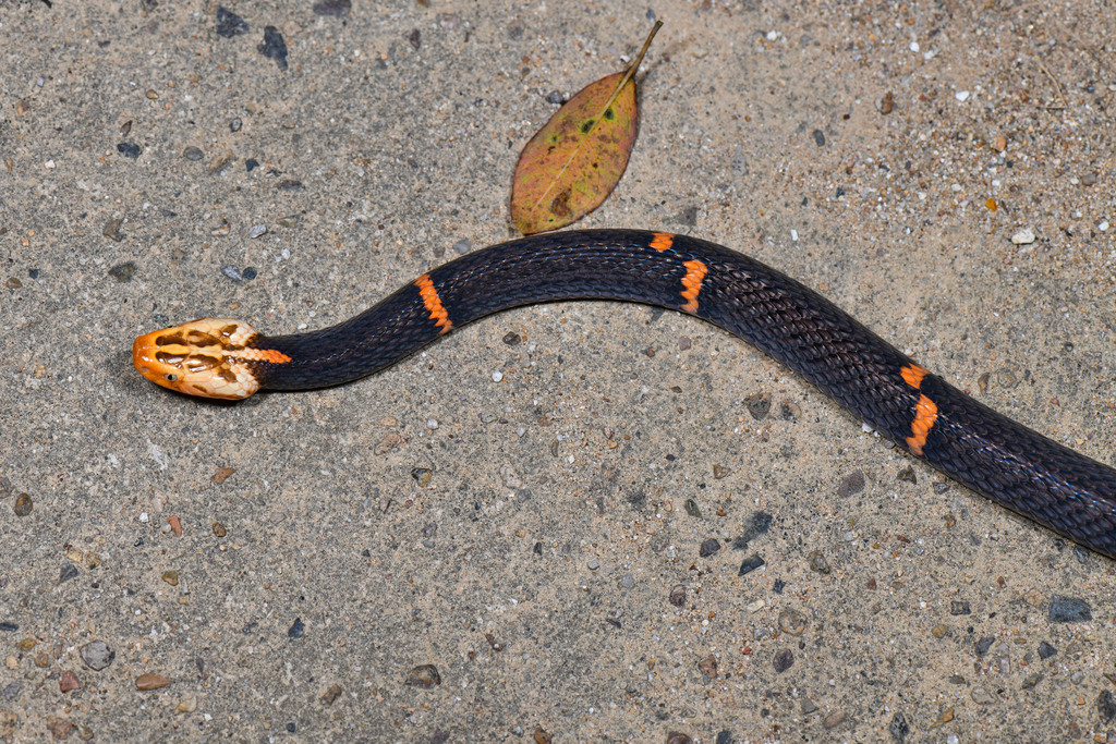 White-headed Burmese Viper from 中国福建省宁德市蕉城区 on November 05, 2023 at 02: ...
