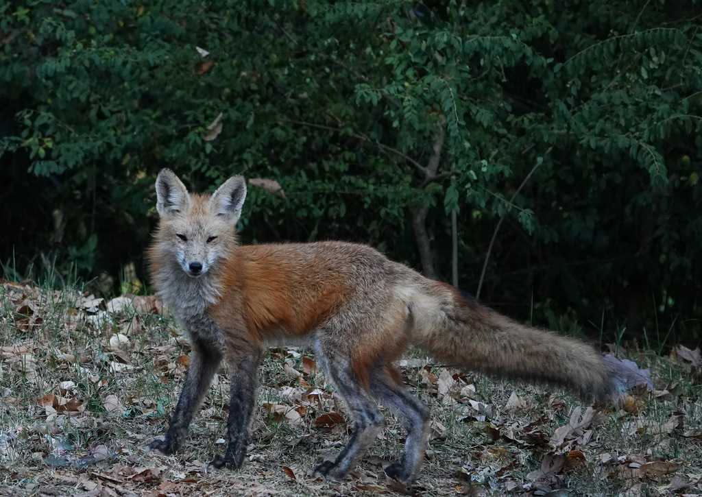 Eastern American Red Fox from Homewood, AL, USA on November 5, 2023 at ...