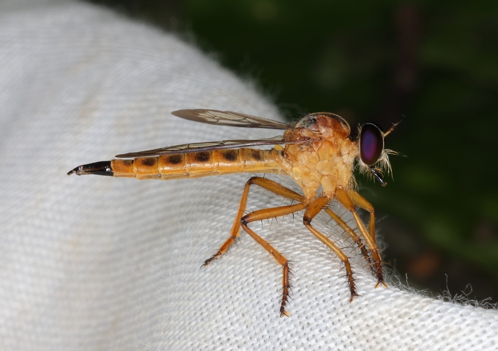 Clephydroneura from Hong Kong on November 4, 2023 at 07:08 PM by sk2 ...