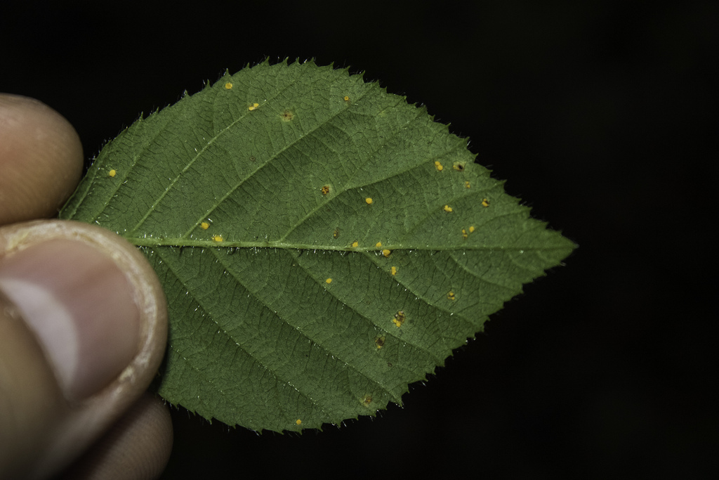 pale bramble rust from Lyski, Polska on November 4, 2023 at 08:22 AM by ...