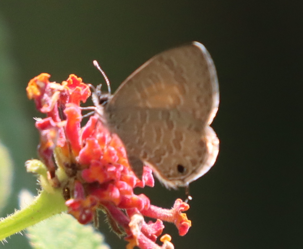 Common Line Blue from Shimla Division, Himachal Pradesh, India on ...
