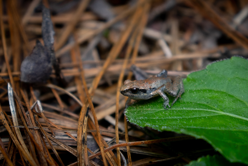 Craugastor cueyatl from Valle de Bravo, Méx., México on October 21 ...