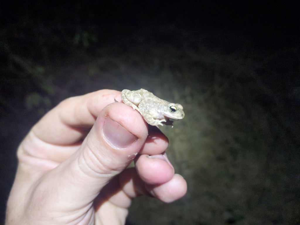 Indus Valley Toad from XX6Q+6X7, Adhar Khera, Uttar Pradesh 226021 ...