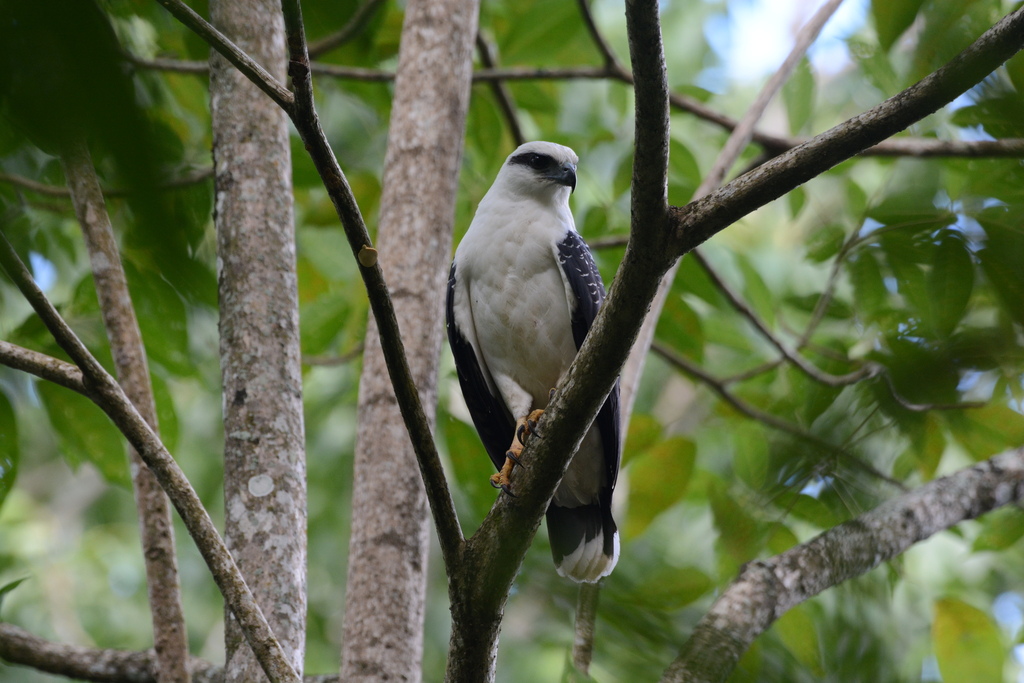 White Hawk from Couva-Tabaquite-Talparo Regional Corporation, Trinidad ...
