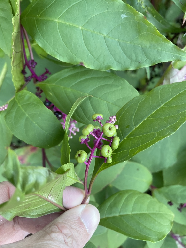 American pokeweed from Falls of the Ohio State Park, Clarksville, IN ...