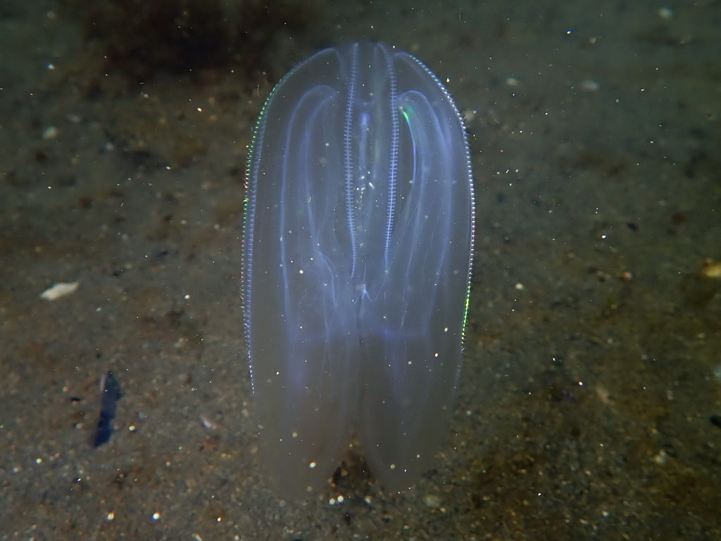 Sea Walnut from 13700 Marignane, France on November 4, 2023 at 09:37 AM ...