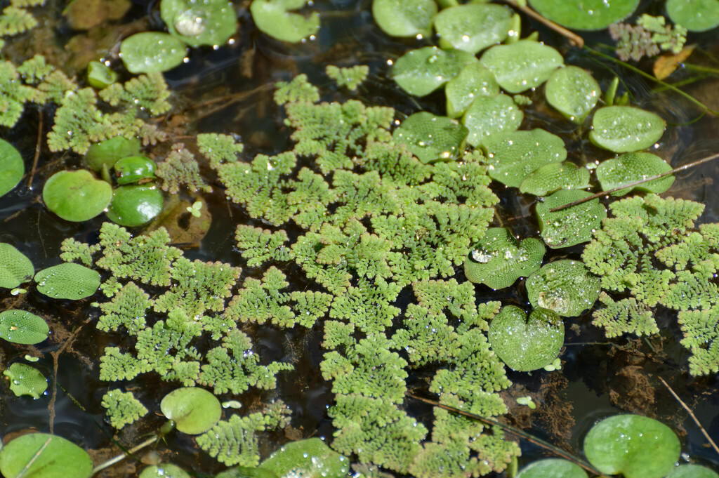 Feathered Mosquito Fern from Yungaburra Queensland 4884, Australie on ...