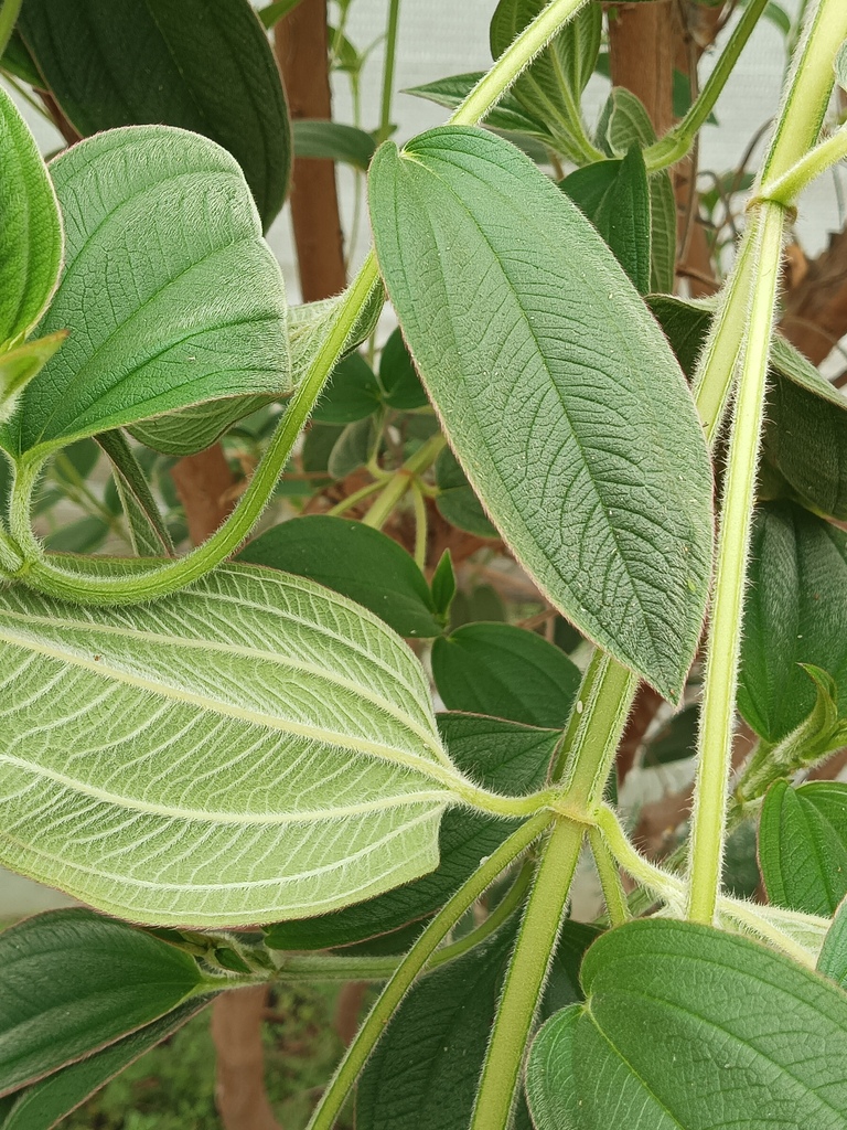 silverleafed princess flower from Riobamba, Chimborazo, Ecuador on ...