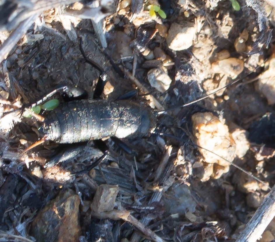 Southern Field Cricket from 17494 Pau, Girona, Espanya on November 5 ...