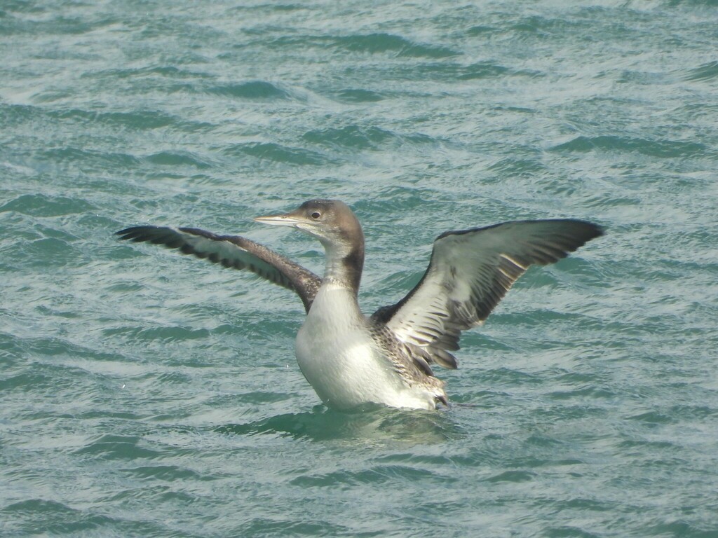 Common Loon from Swanpool, Falmouth, UK on November 5, 2023 at 02:14 PM ...