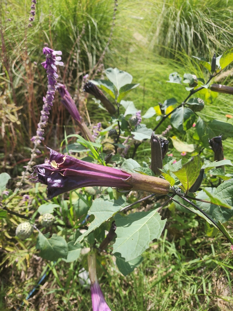 metel devil's trumpet from 67380 N.L., México on November 5, 2023 at 10 ...