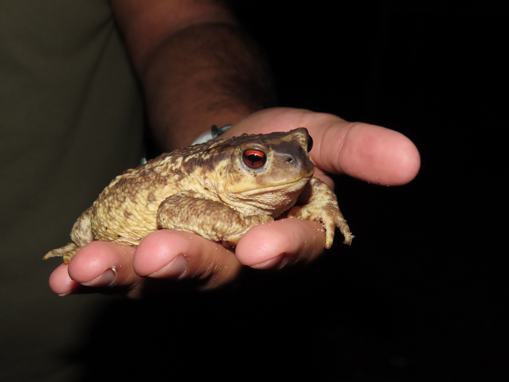 Spiny Toad from Almada, Portugal on November 1, 2023 at 12:45 AM by ...