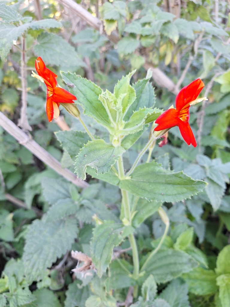 scarlet monkeyflower from Moreno Valley, CA 92557, USA on November 5 ...
